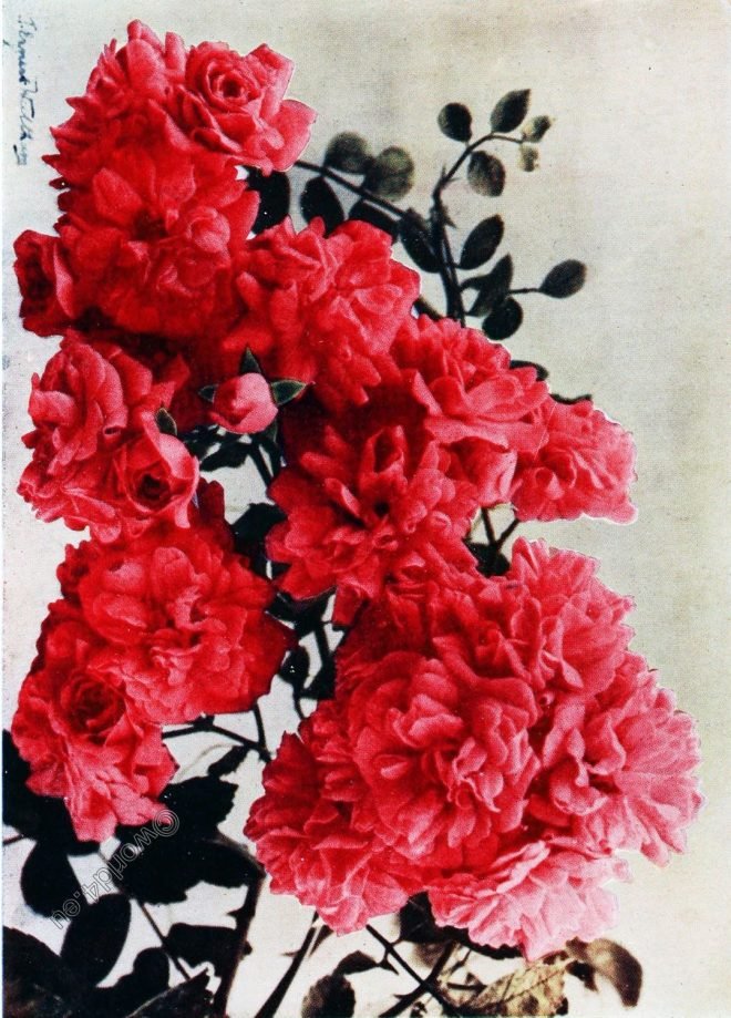 English roses around 1900: history and varieties