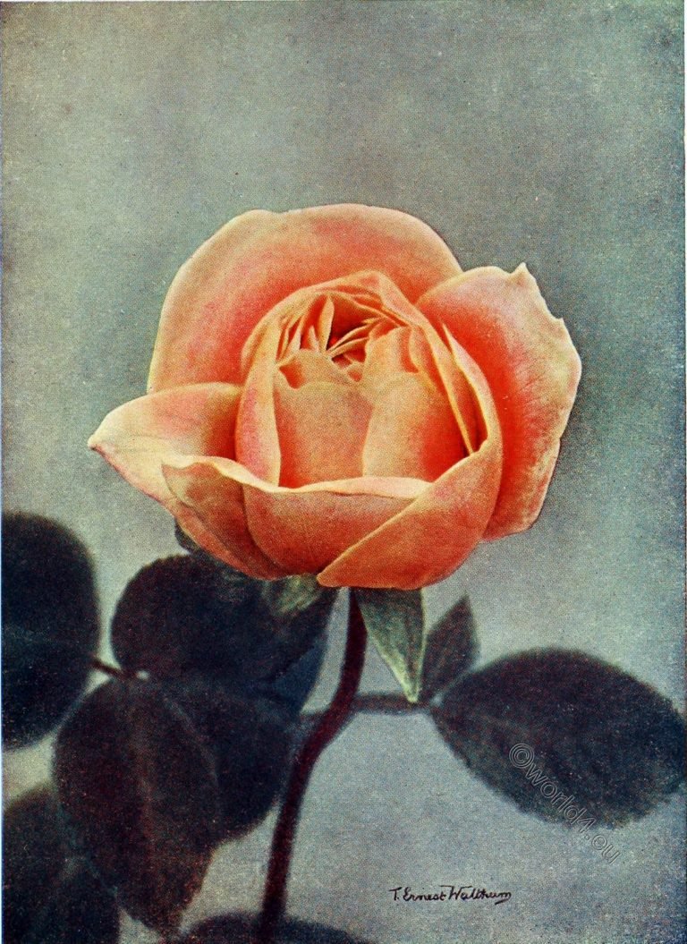 English roses around 1900: history and varieties