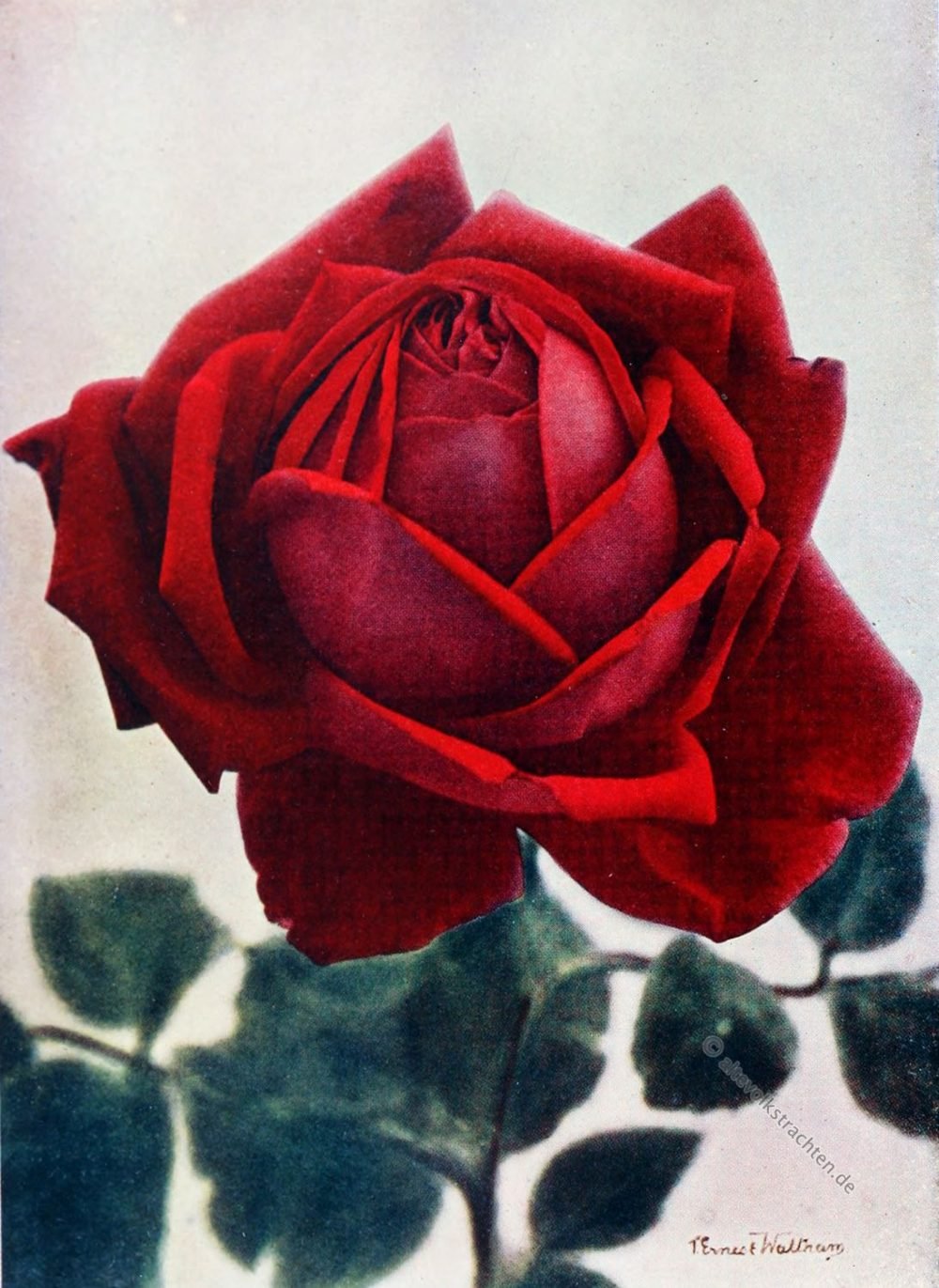 English roses around 1900: history and varieties