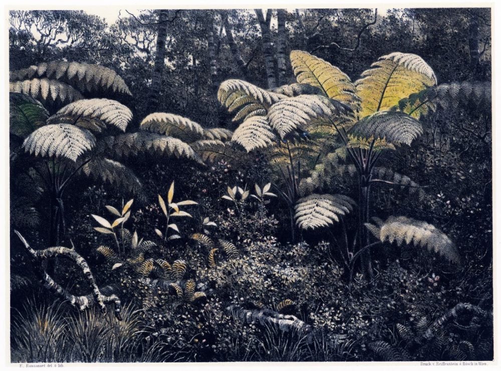 A group of young tree-ferns (Alsophila crinita) in the highlands of Sri ...