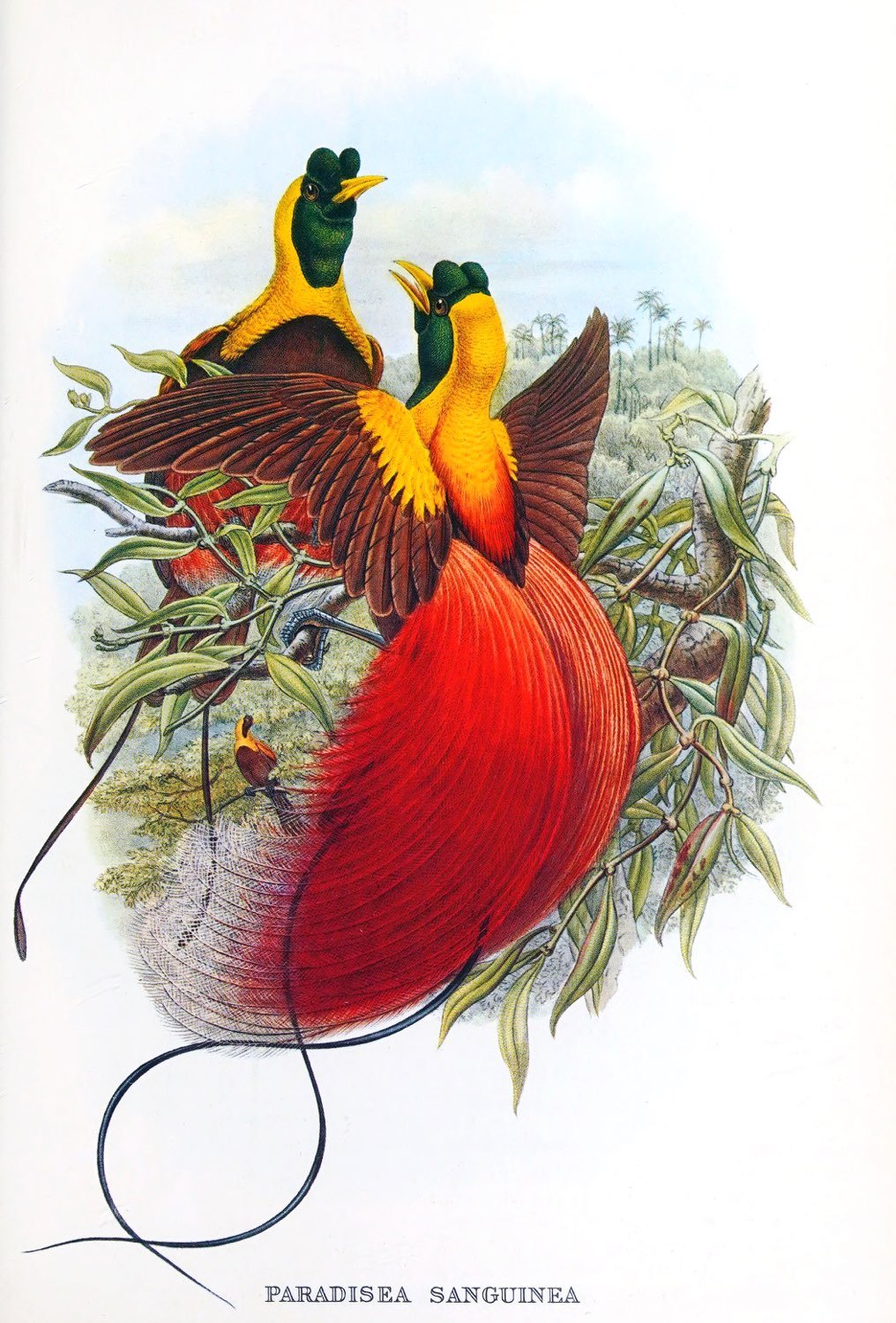 Longevity of Animals by Catherine Gore