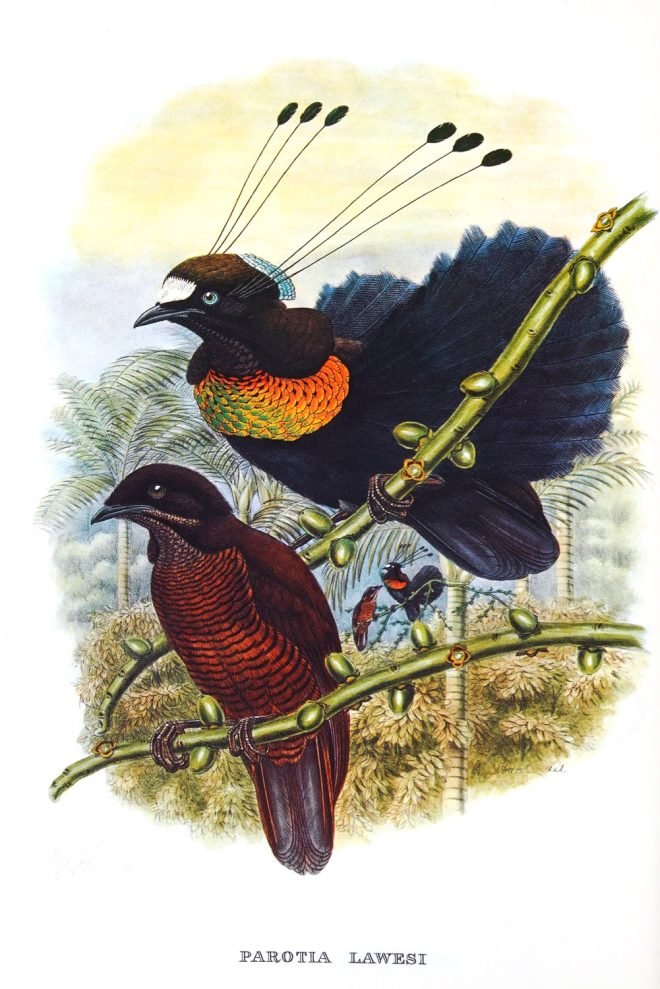 Longevity of Animals by Catherine Gore